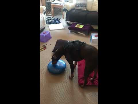 How To Do Free Work Enrichment For Dogs - Canine Compilation