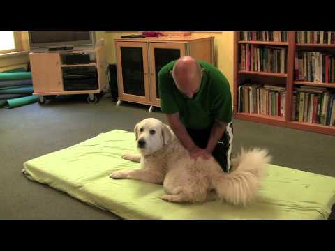 Dog Massage: How To Do It - Canine Compilation