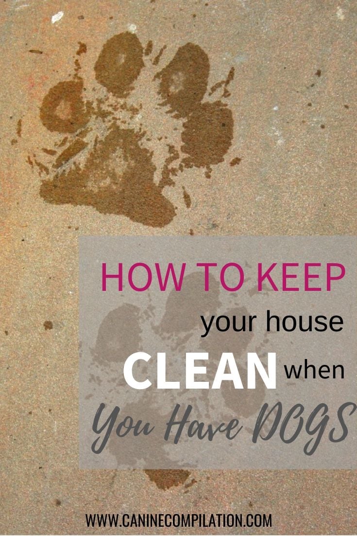 How To Keep Your House Clean When You Have Dogs - Canine Compilation