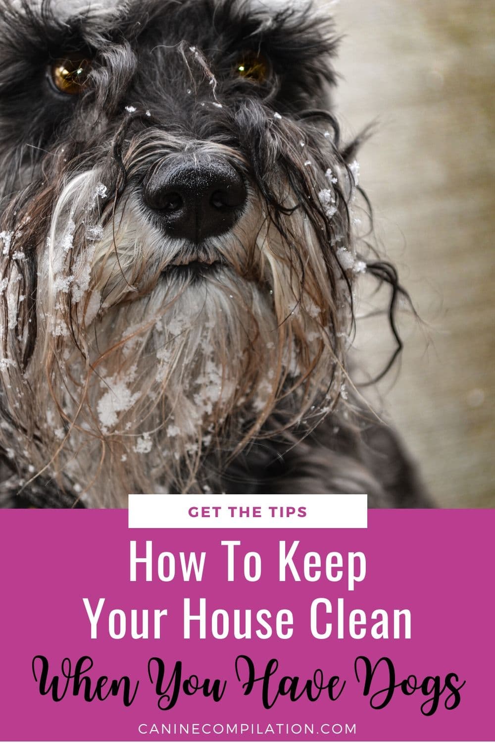 How To Keep Your House Clean When You Have Dogs - Canine Compilation