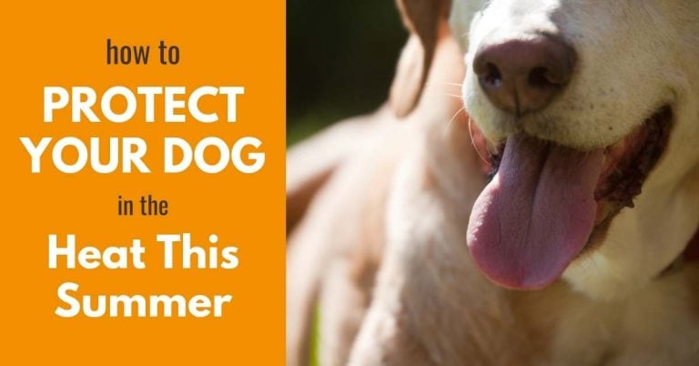 9 Actionable Tips To Protect Your Dog In The Heat - Canine Compilation