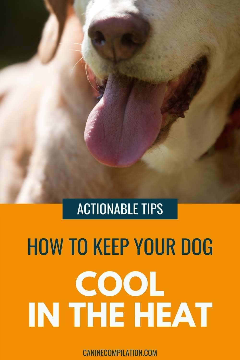 9 Actionable Tips To Protect Your Dog In The Heat - Canine Compilation