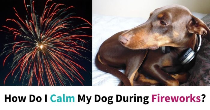 How Do I Calm My Dog During Fireworks? - Canine Compilation