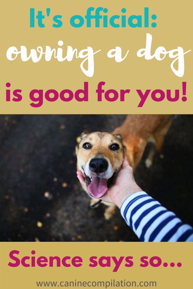 It's official: owning a dog is good for you! - Canine Compilation