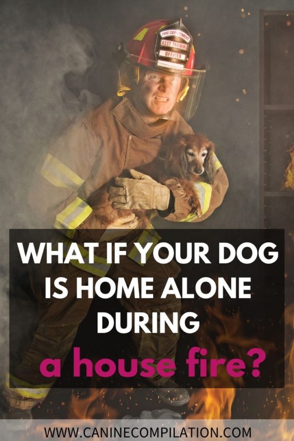 How To Protect Your Pet From An Accidental House Fire - Canine Compilation