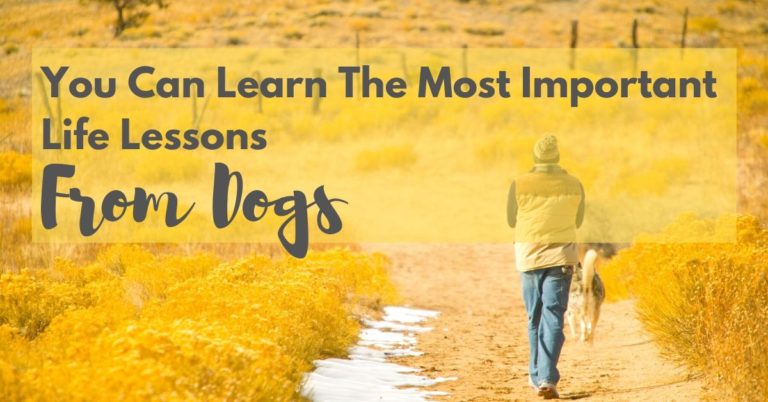 You Can Learn The Most Important Life Lessons From Dogs - Canine ...