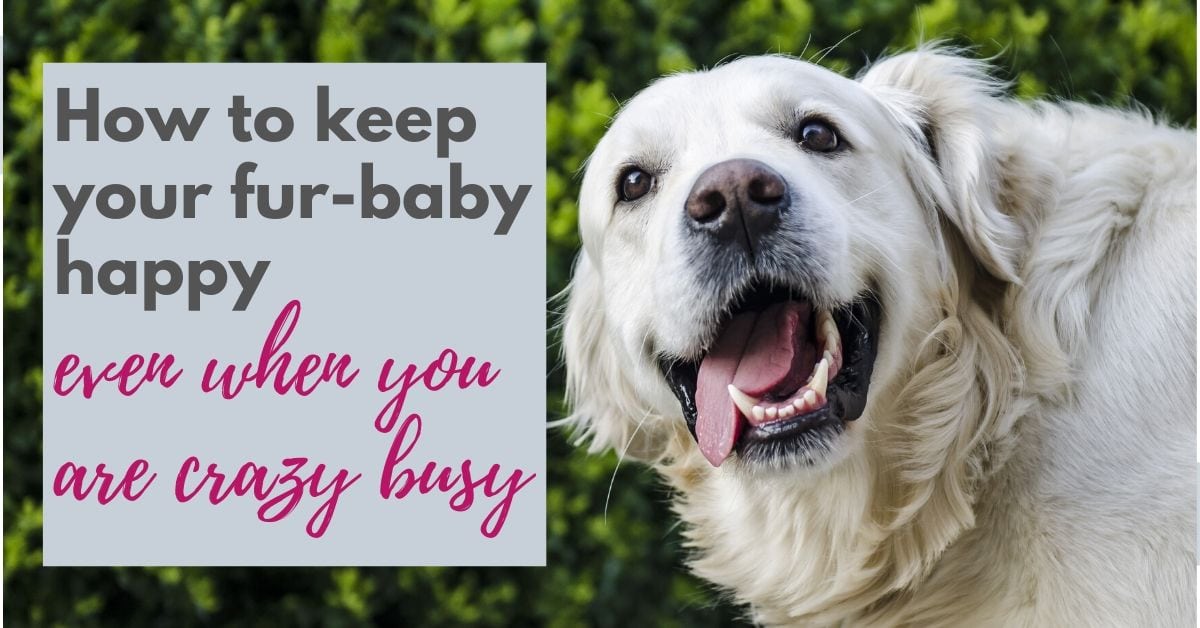 How To Keep A Dog Entertained During The Day