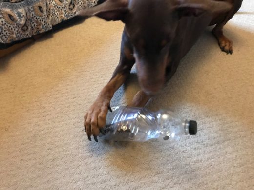 5 Easy DIY Dog Toys To Make From Rubbish! - Canine Compilation