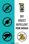 DIY Bug Spray And Insect Repellent For Dogs - Canine Compilation