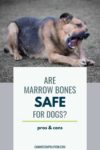 Can My Dog Eat Marrow Bones? Are They Safe For Dogs? - Canine Compilation