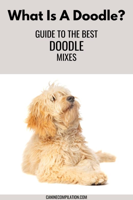 What Is A Doodle? Your Guide To The Best Poodle Mixes - Canine Compilation