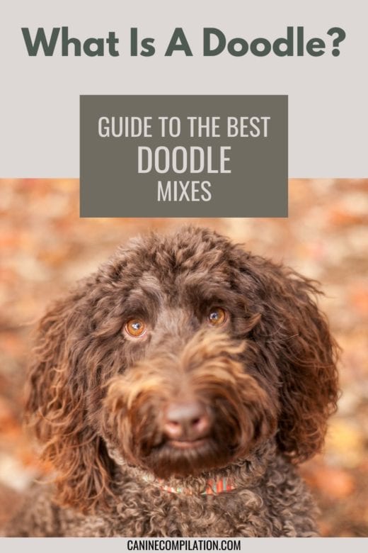 What Is A Doodle? Your Guide To The Best Poodle Mixes - Canine Compilation