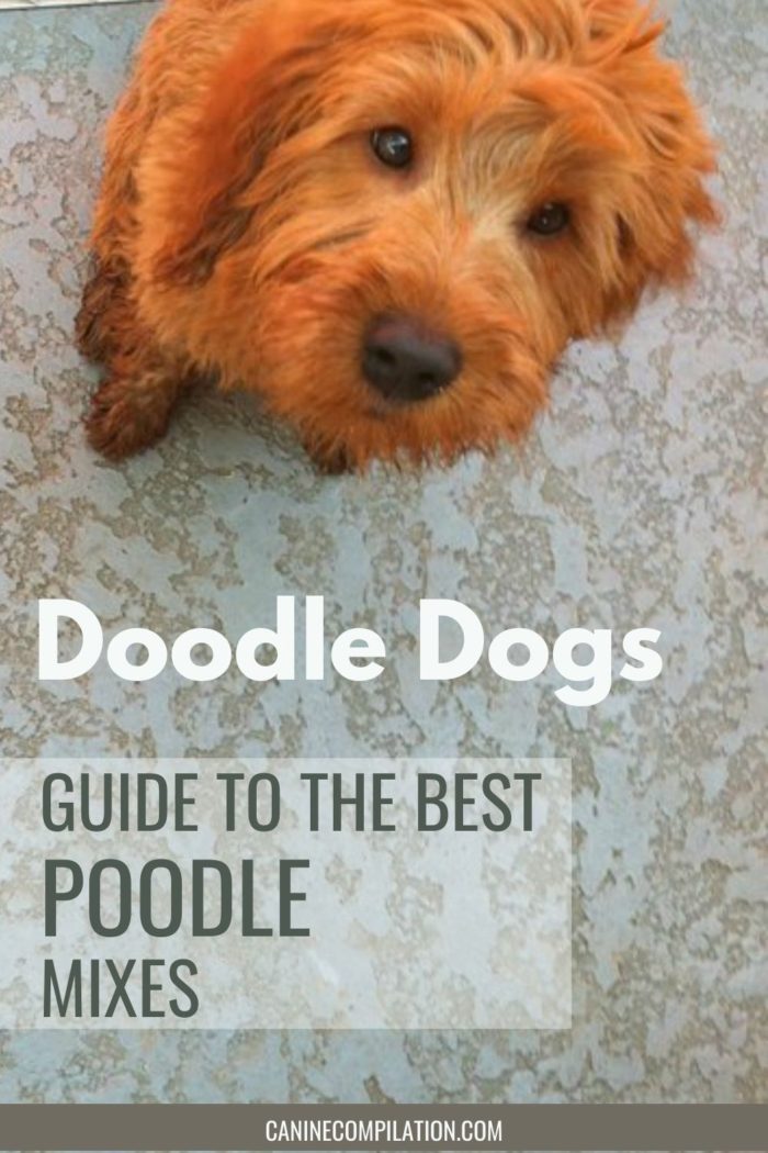 What Is A Doodle? Your Guide To The Best Poodle Mixes - Canine Compilation