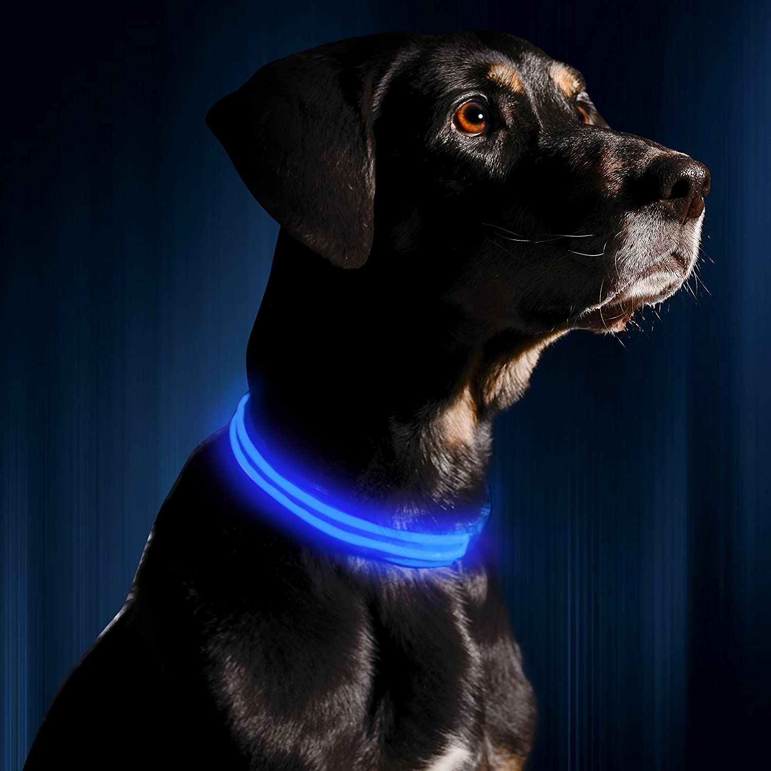 Best Holiday Gifts For Dogs And Dog Moms 2020 - Canine Compilation