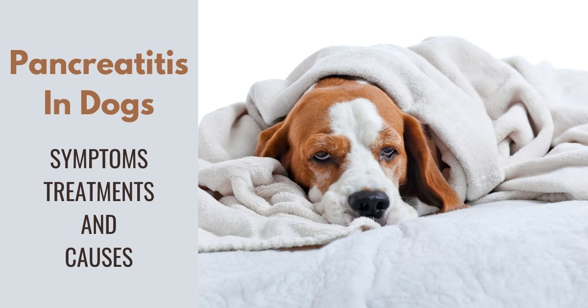Pancreatitis In Dogs Understand The Symptoms Treatment And Causes Pancreatitis In Dogs Understand The Symptoms Treatment And Causes
