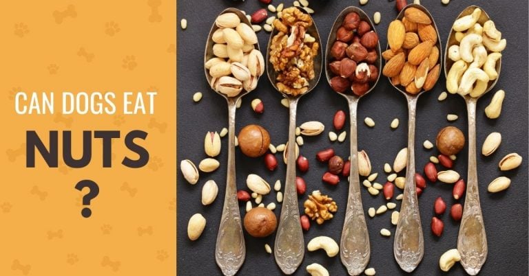Which Nuts Can Dogs Eat? - Canine Compilation