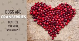 Can Dogs Eat Cranberries? Are Cranberries Good For Dogs? - Canine ...