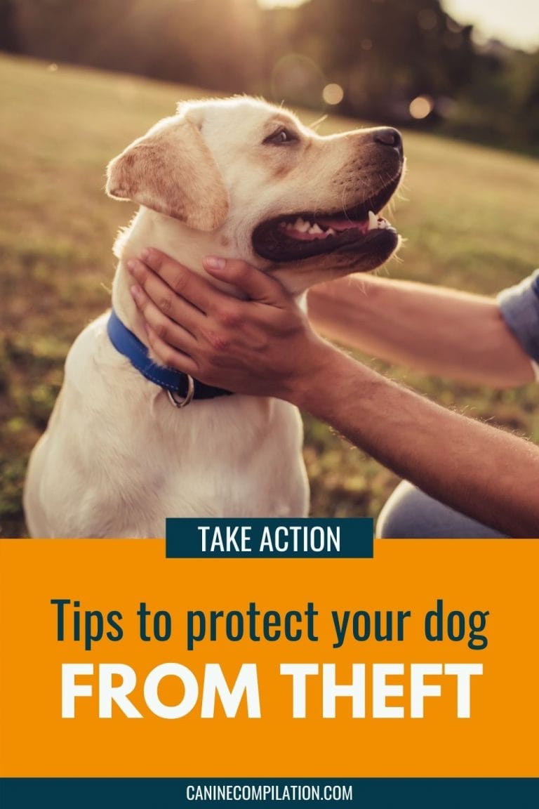 17 Actionable Tips To Keep Your Dog Safe From Theft - Canine Compilation
