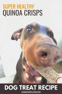 2 Healthy Quinoa Dog Treat Recipes - Canine Compilation