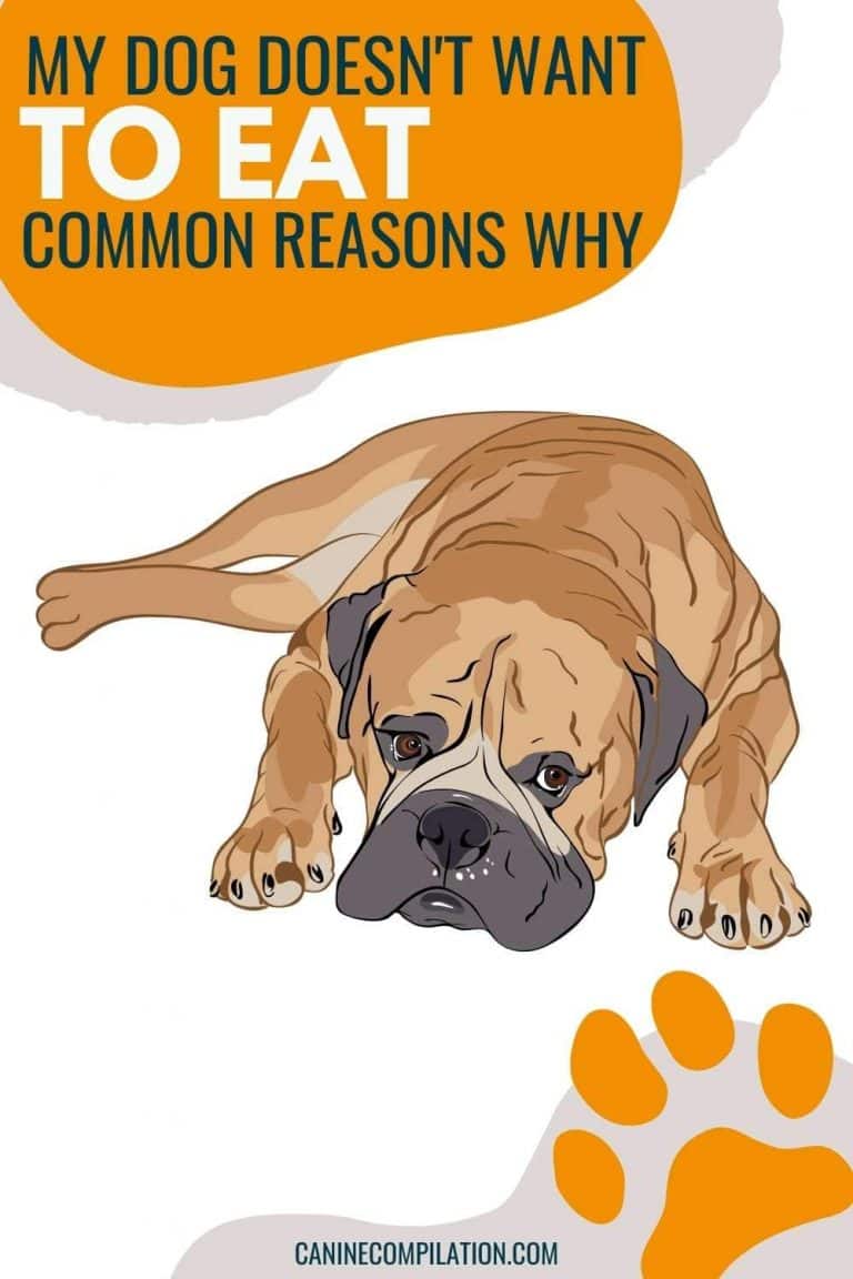 My Dog Lost His Appetite: Reasons Why a Dog Won’t Eat - Canine Compilation