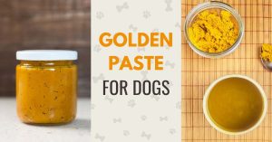The Magical Golden Paste: Turmeric Paste For Dogs - Canine Compilation