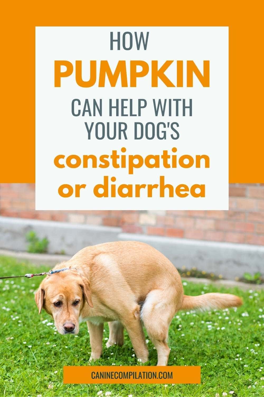 Pumpkin for Dogs - Benefits and 7 Pumpkin Dog Treat Recipes - Canine ...