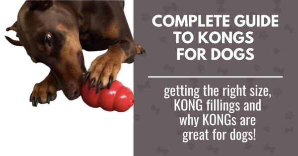 A Complete Guide to KONGS for Dogs: Sizes, Types, Fillings - Canine ...