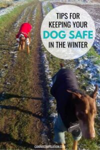 Essential Winter Dog Care Tips - Canine Compilation