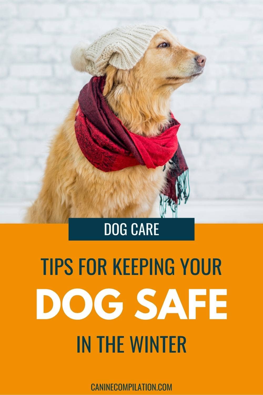 Essential Winter Dog Care Tips - Canine Compilation