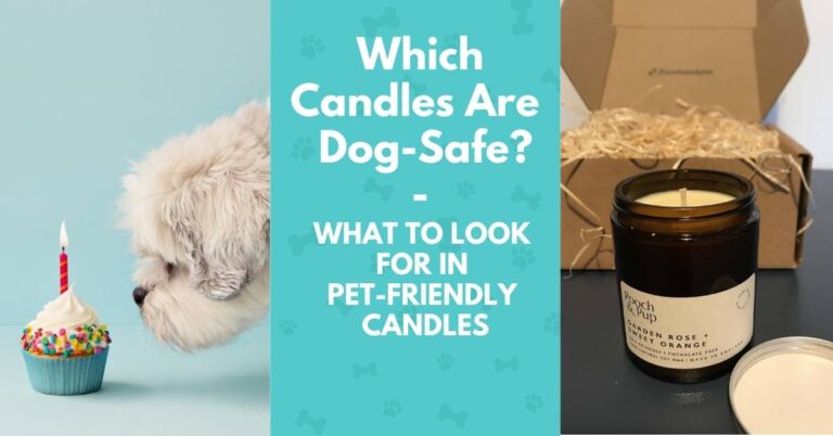 Are Candles Safe for Dogs? The Risks of Toxic Candles and Your Pet ...